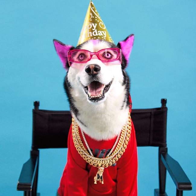 ¡Swaggy Wolfdog, el mejor amigo de las celebridades! – Haahil de Radio ...