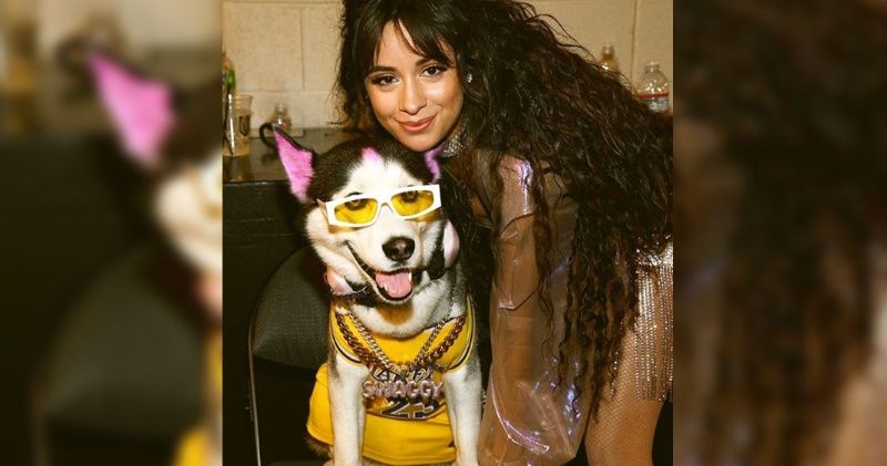 ¡Swaggy Wolfdog, el mejor amigo de las celebridades! – Haahil de Radio ...